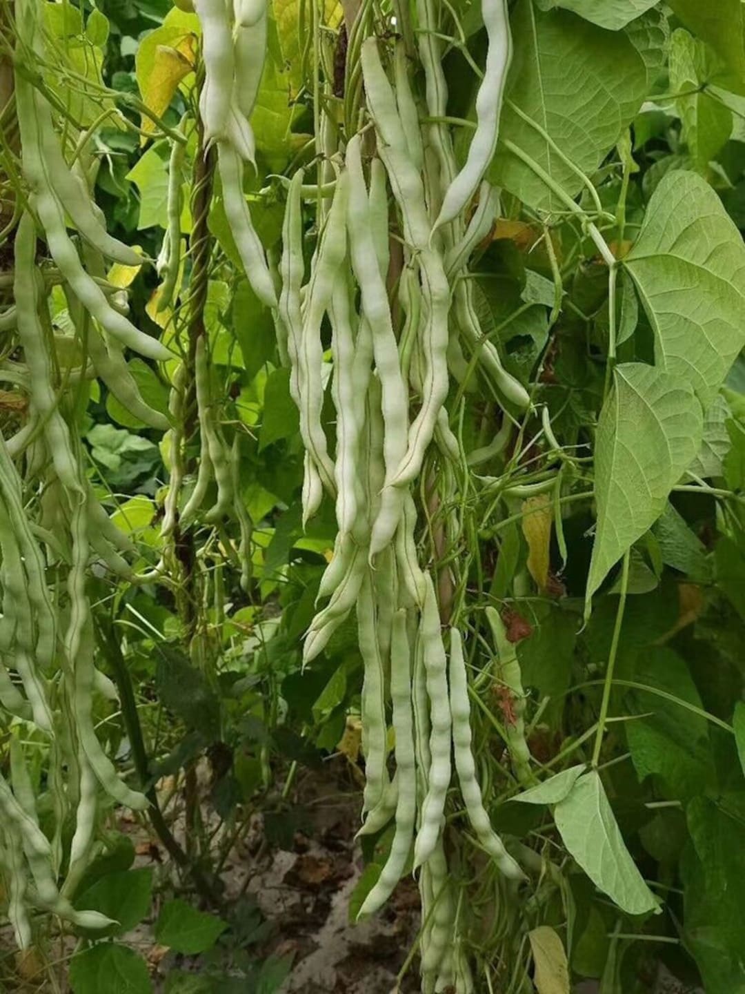 Bean -tender White Vegetable Seeds - Etsy