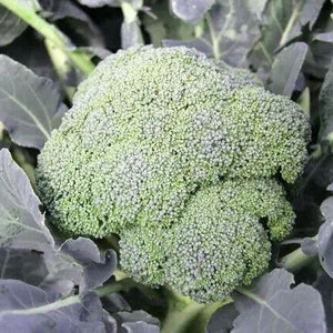 Broccoli -autumn Beauty Vegetable Seeds Over - Etsy