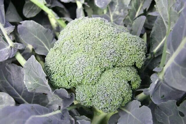 Broccoli -autumn Beauty Vegetable Seeds Over - Etsy