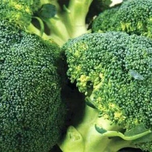 Broccoli -autumn Beauty Vegetable Seeds Over - Etsy