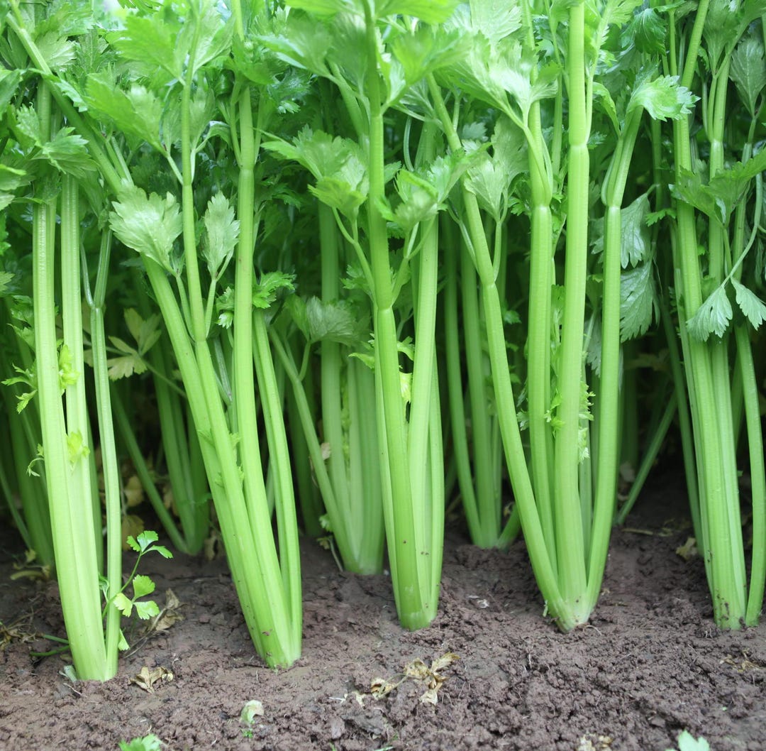 Celery -tender Queen Vegetable Seeds - Etsy