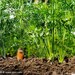 Carrot -atlas Nutri Vegetable Seeds Over 1500pills. - Etsy