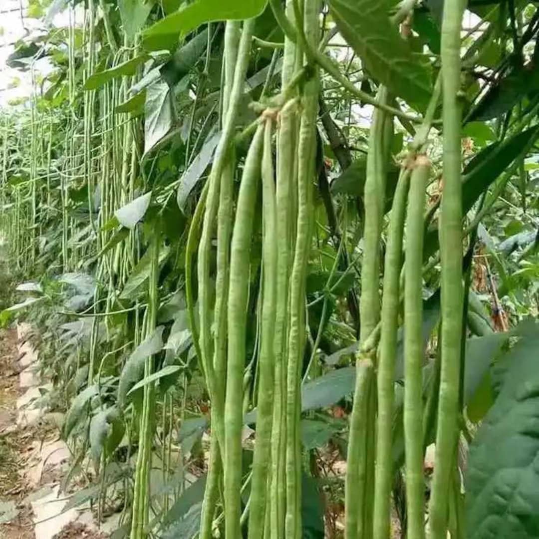 Cowpea -10g Vegetable Seeds - Etsy