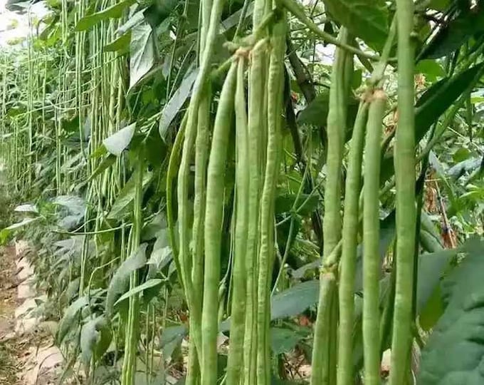 Cowpea -10g Vegetable Seeds - Etsy