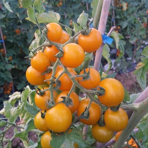 Yellow Mini Tomato - Etsy