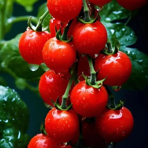 Tomato -cherry Ruby Vegetable Seeds - Etsy