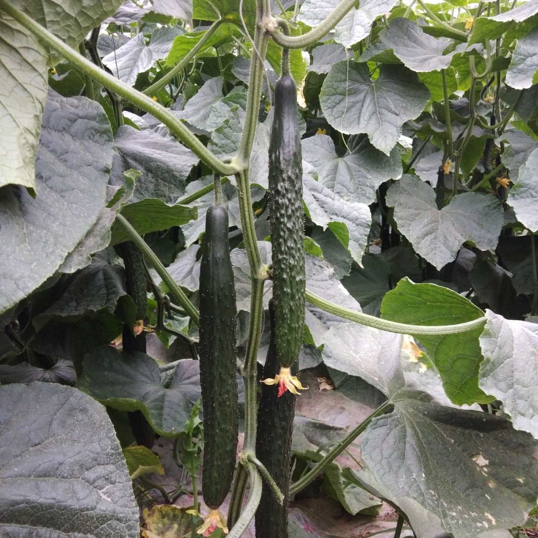 Long Thorn Cucumber -green Champion Vegetable Seeds - Etsy