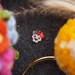 Dia De Los Muertos Skull With Flowers Brick Stitch Pattern, Mini ...