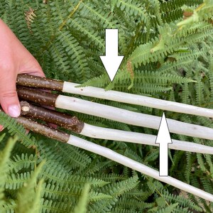 Handcrafted Celtic Hazelwood Wand Magical Divination Tool for Wisdom ...