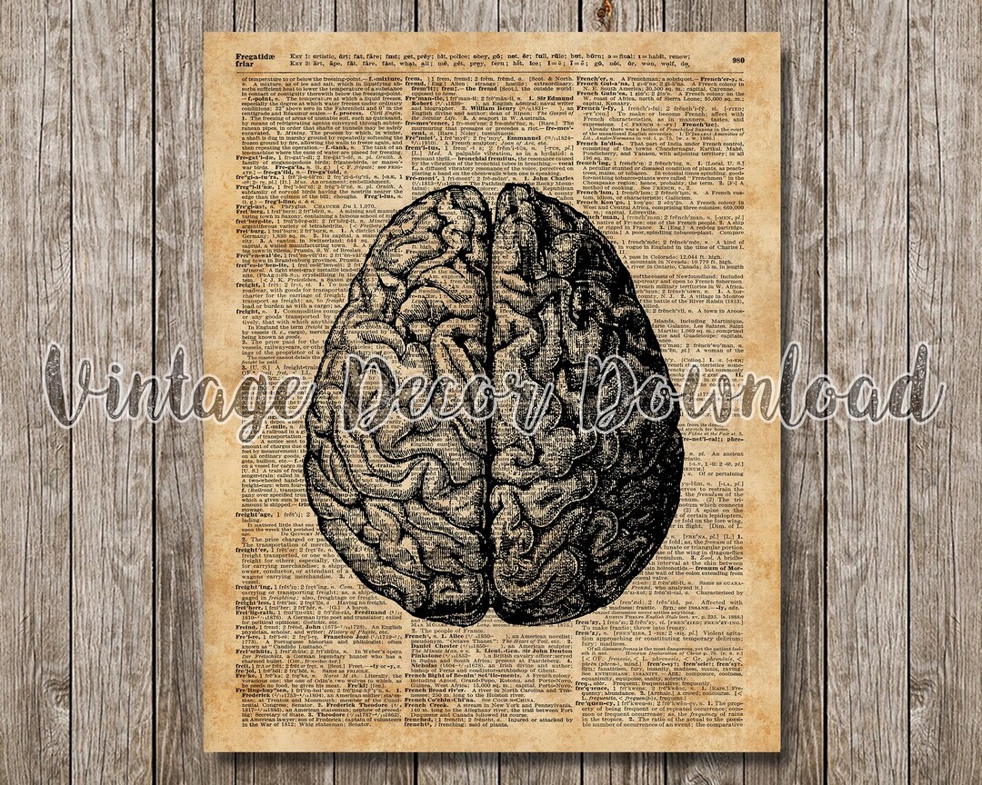 Human Anatomy Ink Illustration of Brain Medicine Medical Vintage ...