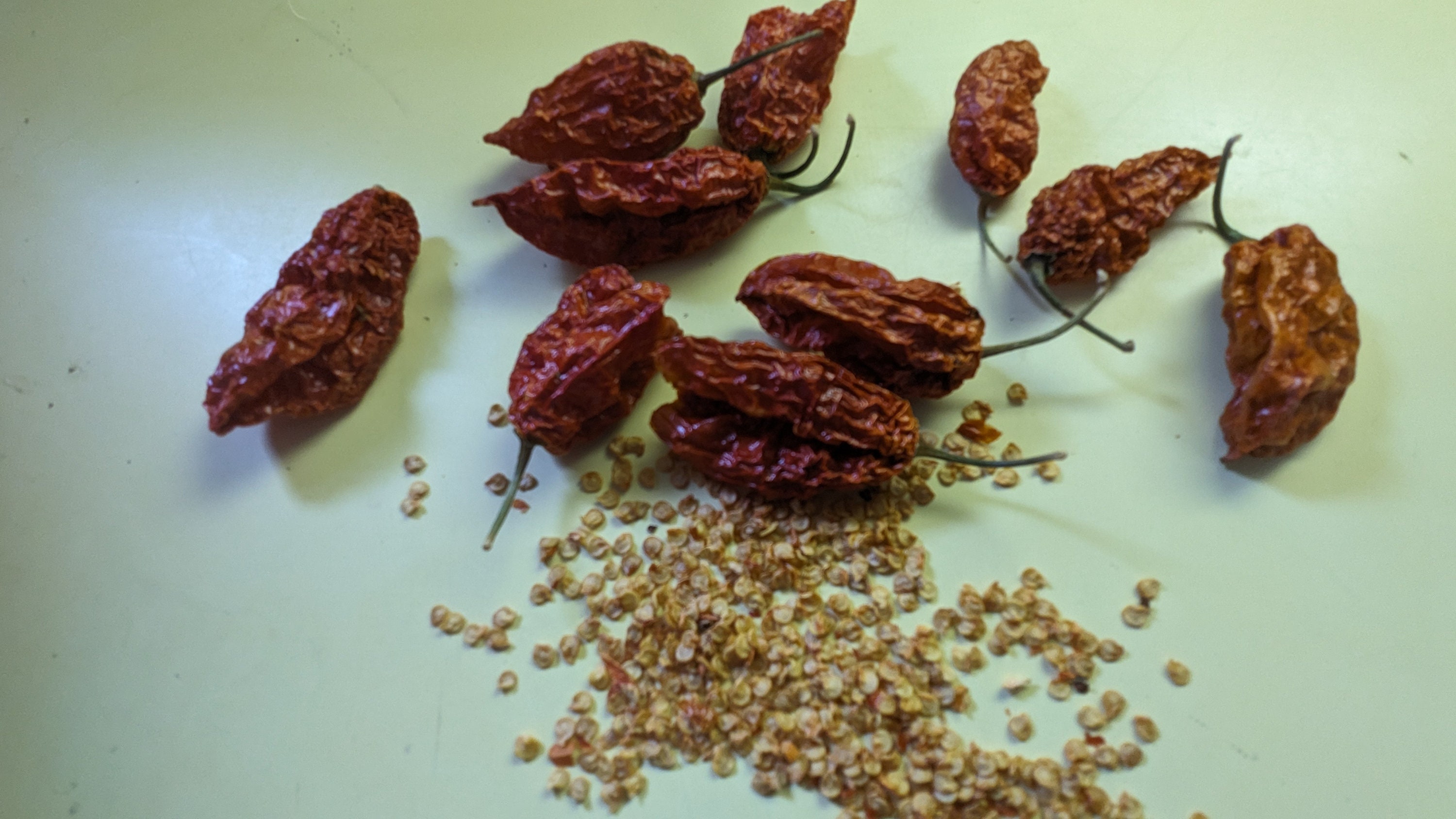 Ghost Pepper Seeds 20+ - Etsy