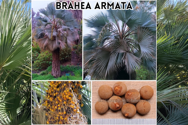 Brahea Armata Seeds 10-1000 Mexican Blue Hesper Palm Tree Fan Rare ...