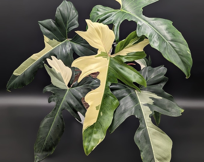 Philodendron Golden Dragon Variegated; Variegated Golden Dragon - Exact ...