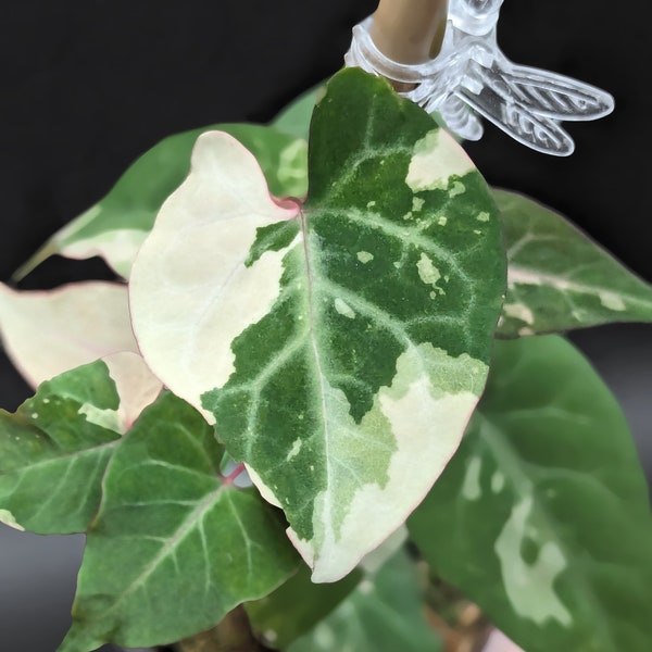 Variegated Hibiscus - Etsy