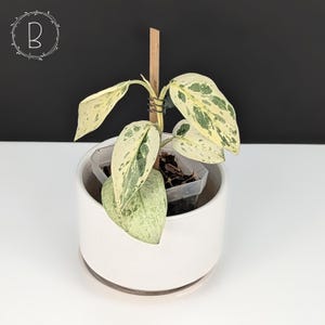 Scindapsus Salamount; Variegated Scindapsus Pictus Dark Cloud Salamount ...