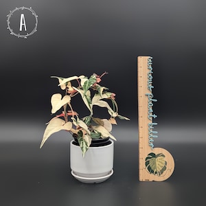 Fallopia Multiflora Variegated Reynoutria Multiflora High Variegation ...