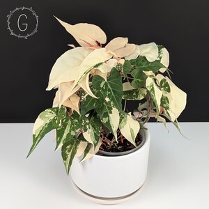 Fallopia Multiflora Variegated; Reynoutria Multiflora - High ...