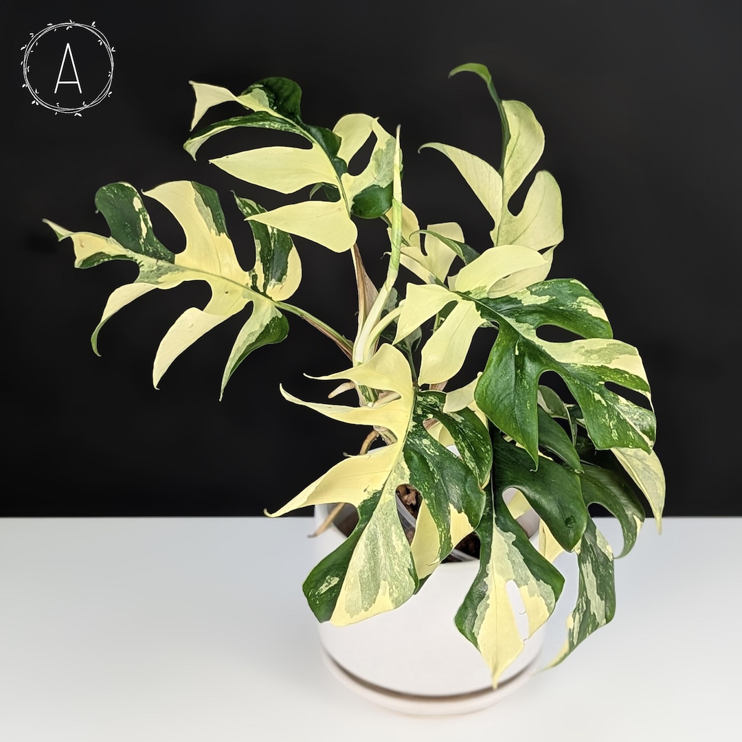 Rhaphidophora Tetrasperma Variegated; Mini Monstera; Variegated ...