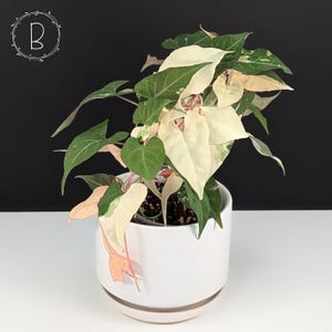 Fallopia Multiflora Variegated; Reynoutria Multiflora - High ...