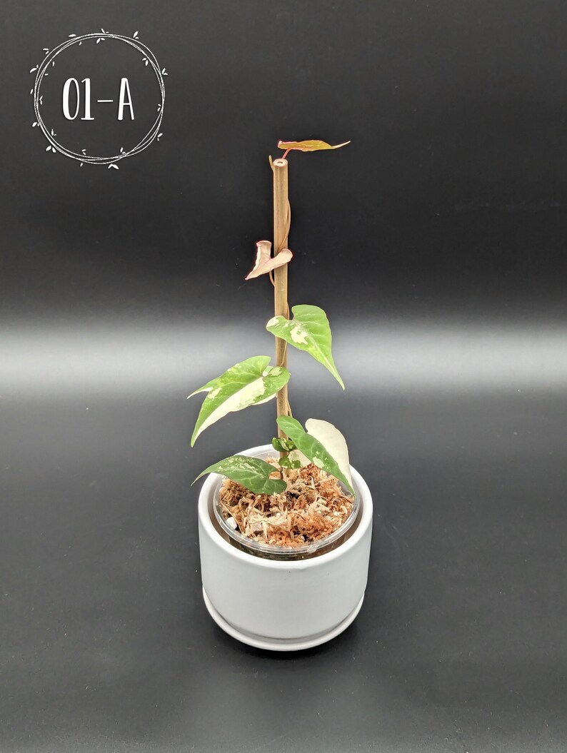 Fallopia Multiflora Variegated Reynoutria Multiflora Variegated Fully ...