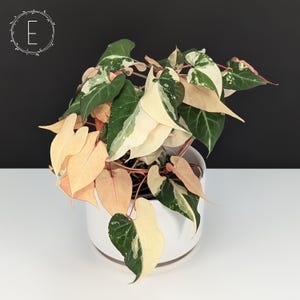 Fallopia Multiflora Variegated; Reynoutria Multiflora - High ...