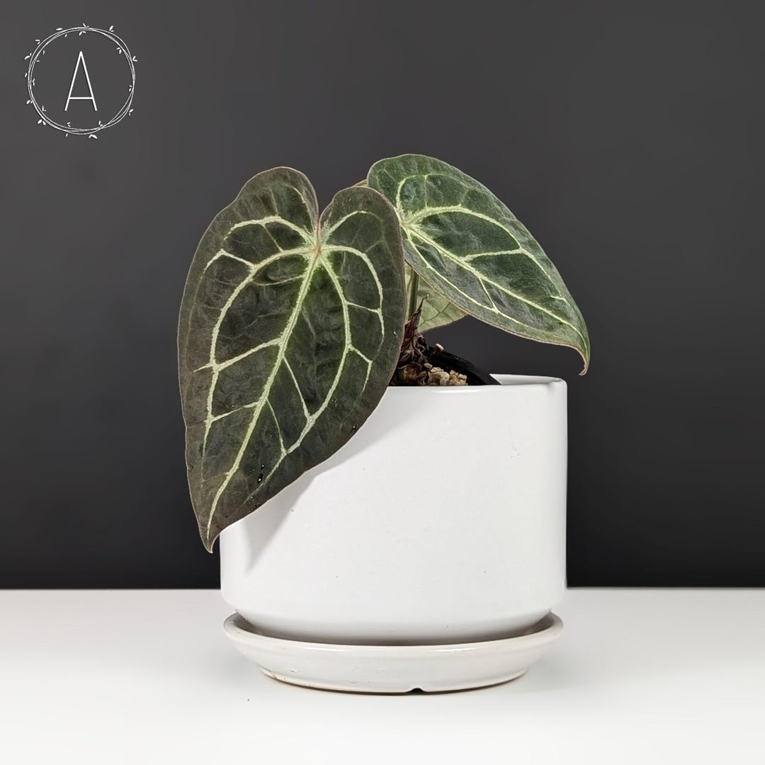 Anthurium Forgetii X Red Crystallinum (NSE); Hybrid Anthurium - Exact ...