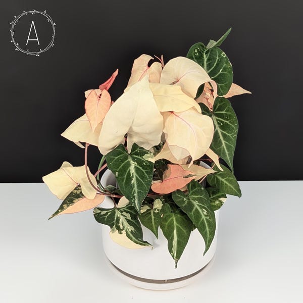 Variegated House Plants - Etsy