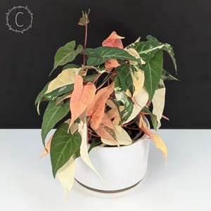 Fallopia Multiflora Variegated; Reynoutria Multiflora - High ...