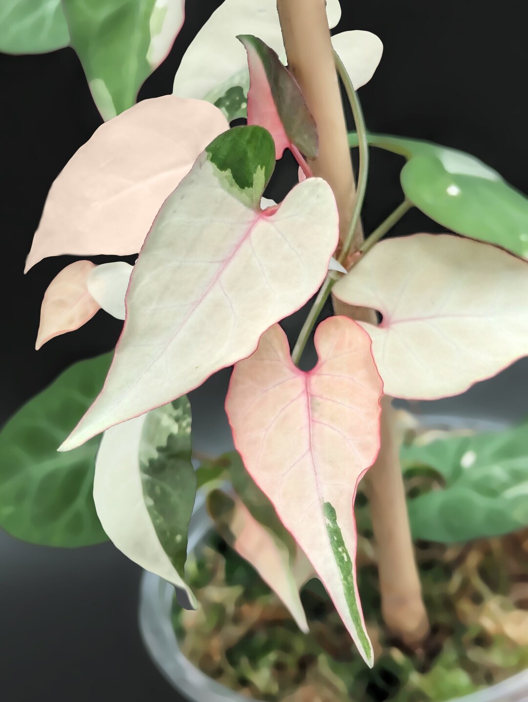 Fallopia Multiflora Variegated Reynoutria Multiflora High Variegation ...