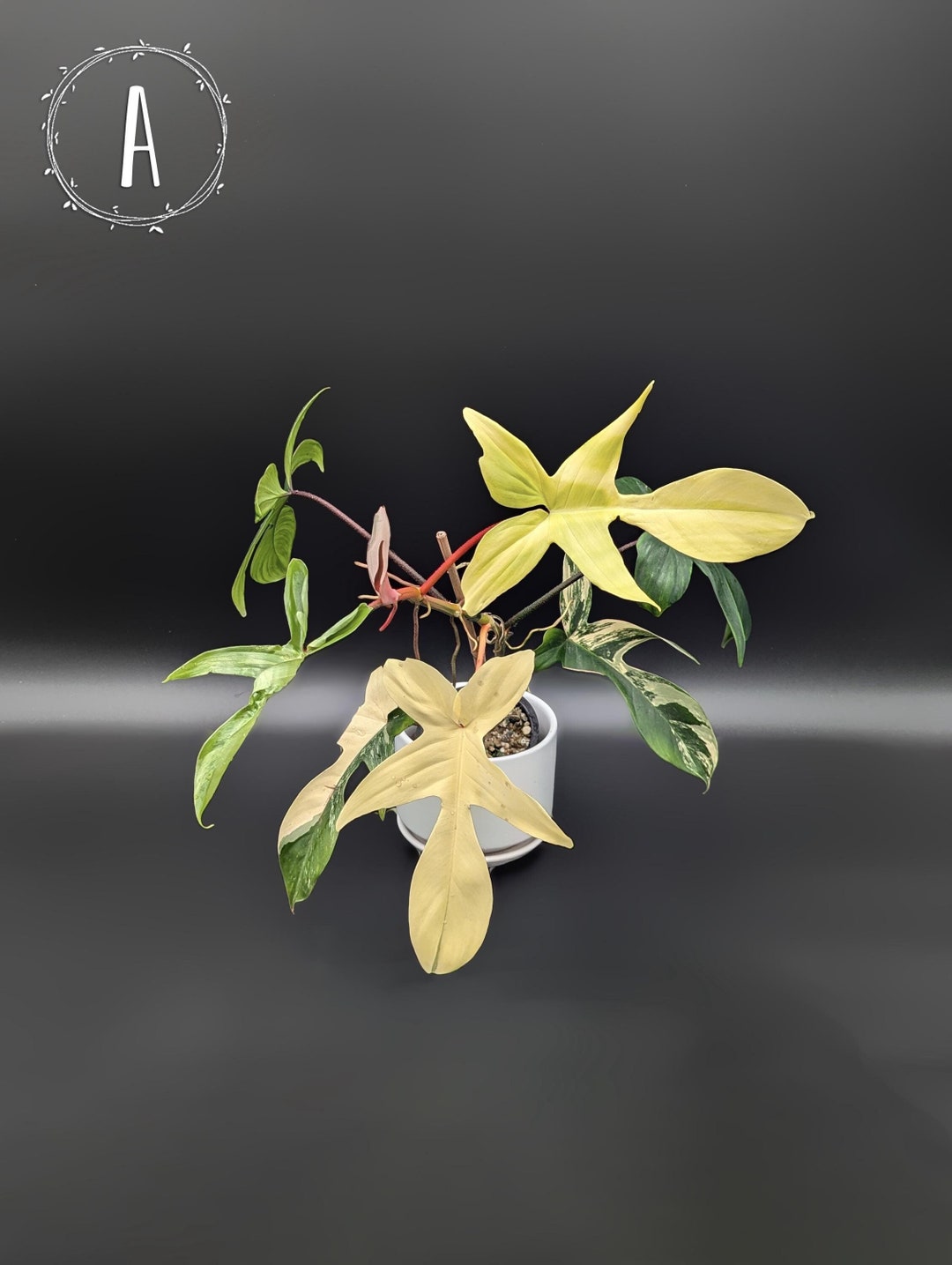 Philodendron Florida Beauty Variegated Exact Plant Fully Rooted US ...