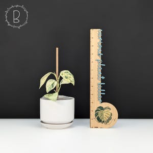 Scindapsus Salamount; Variegated Scindapsus Pictus Dark Cloud Salamount ...