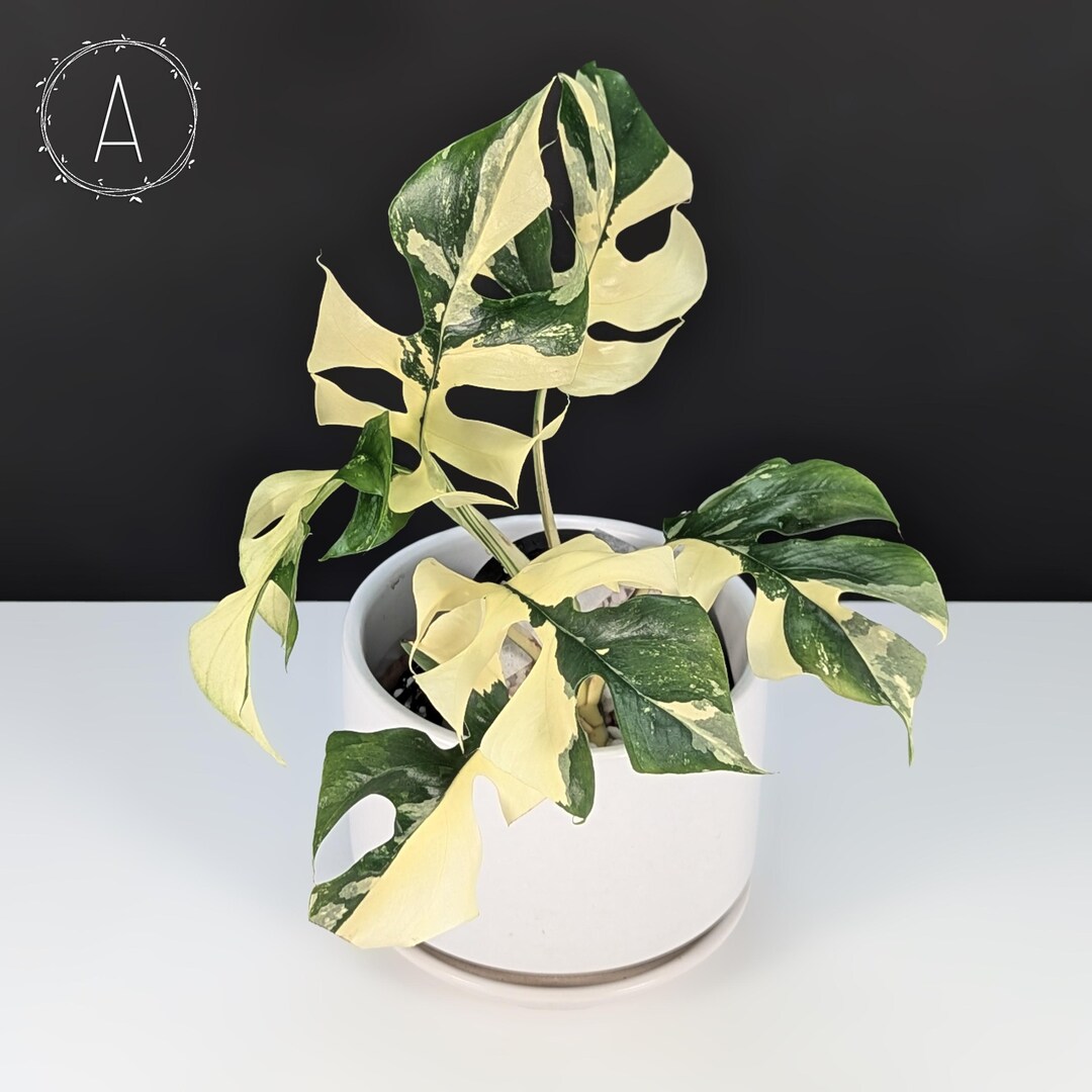 Rhaphidophora Tetrasperma Variegated Mini Monstera Variegated Monstera ...