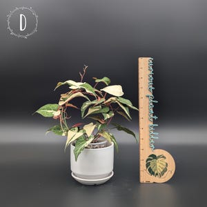 Fallopia Multiflora Variegated Reynoutria Multiflora High Variegation ...