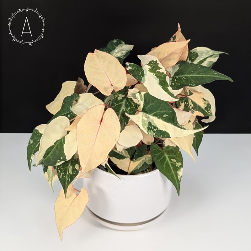 Variegated House Plants - Etsy