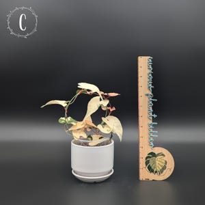 Fallopia Multiflora Variegated Reynoutria Multiflora High Variegation ...