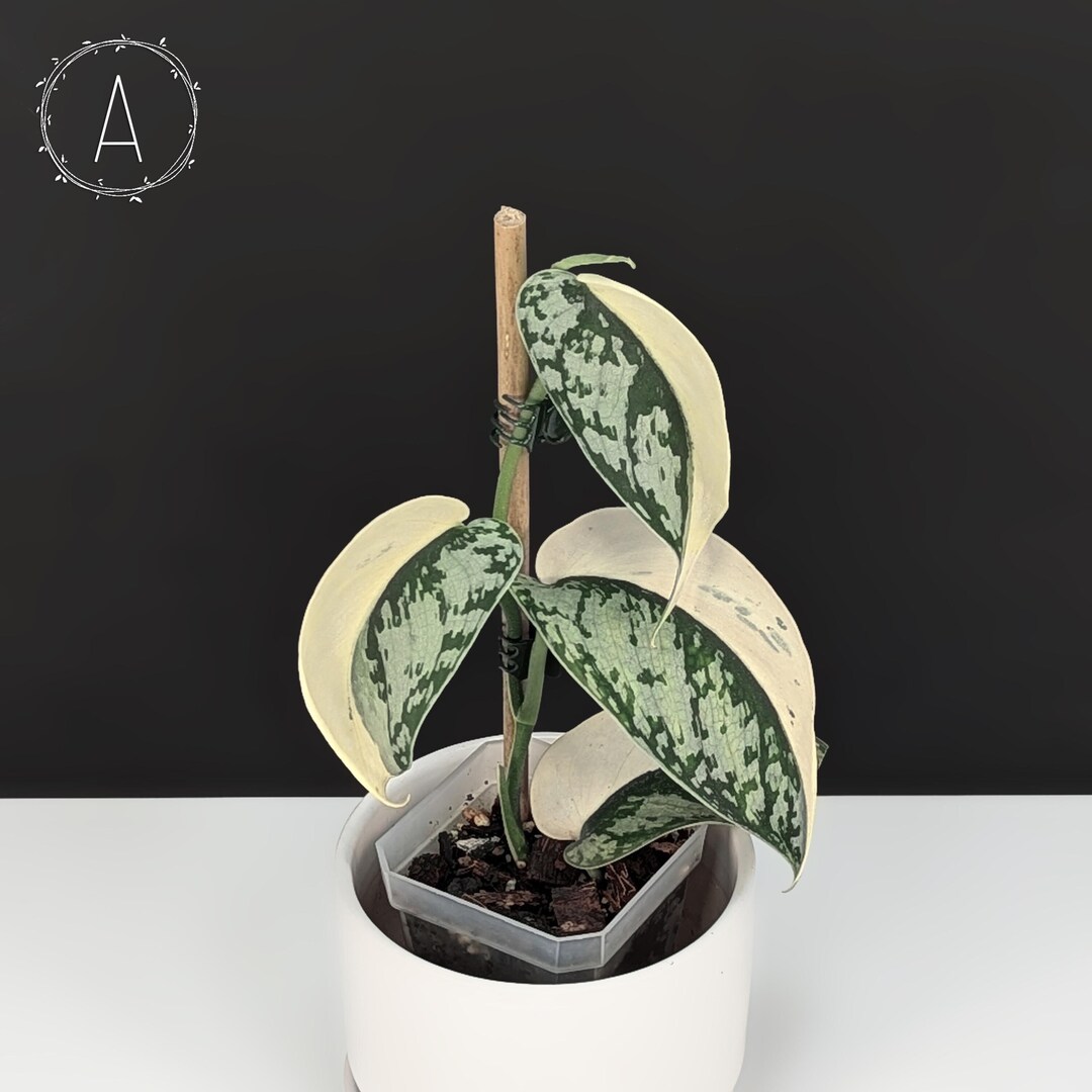 Scindapsus Mariposa; Silver Lady Variegated; Scindapsus Pictus Mariposa ...