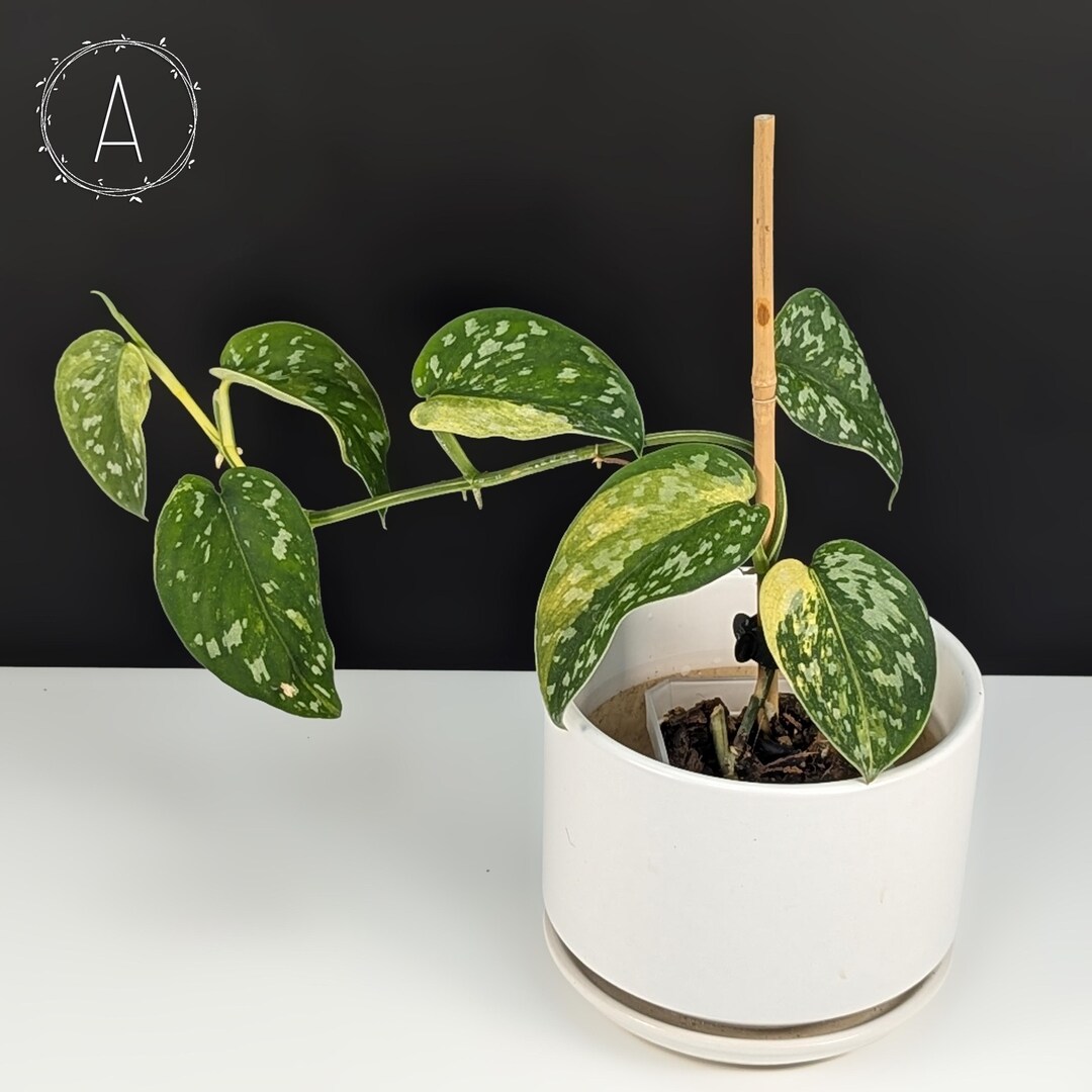 Scindapsus Matcha; Scindapsus Apolaki; Marahuyo Scindapsus; Aurea ...