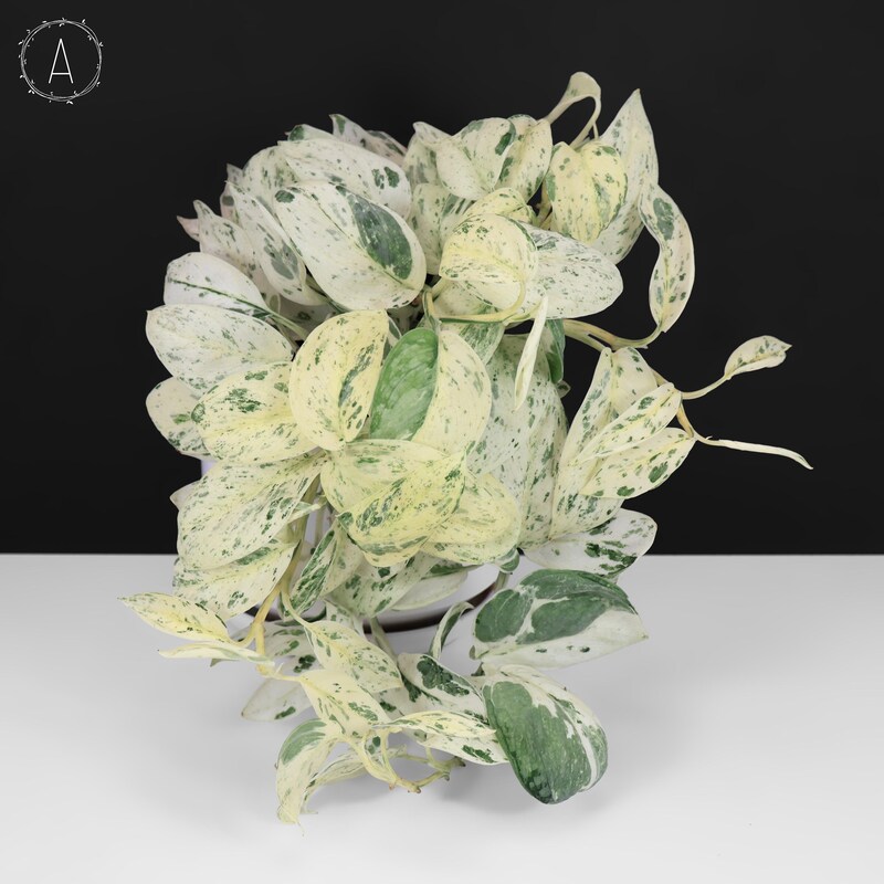 Scindapsus - Etsy