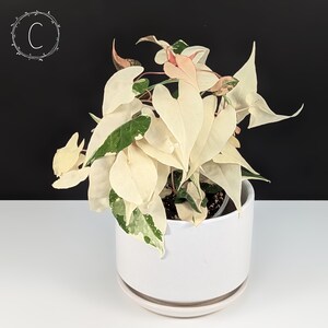 Fallopia Multiflora Variegated; Reynoutria Multiflora - High ...