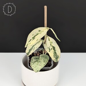 Scindapsus Salamount; Variegated Scindapsus Pictus Dark Cloud Salamount ...