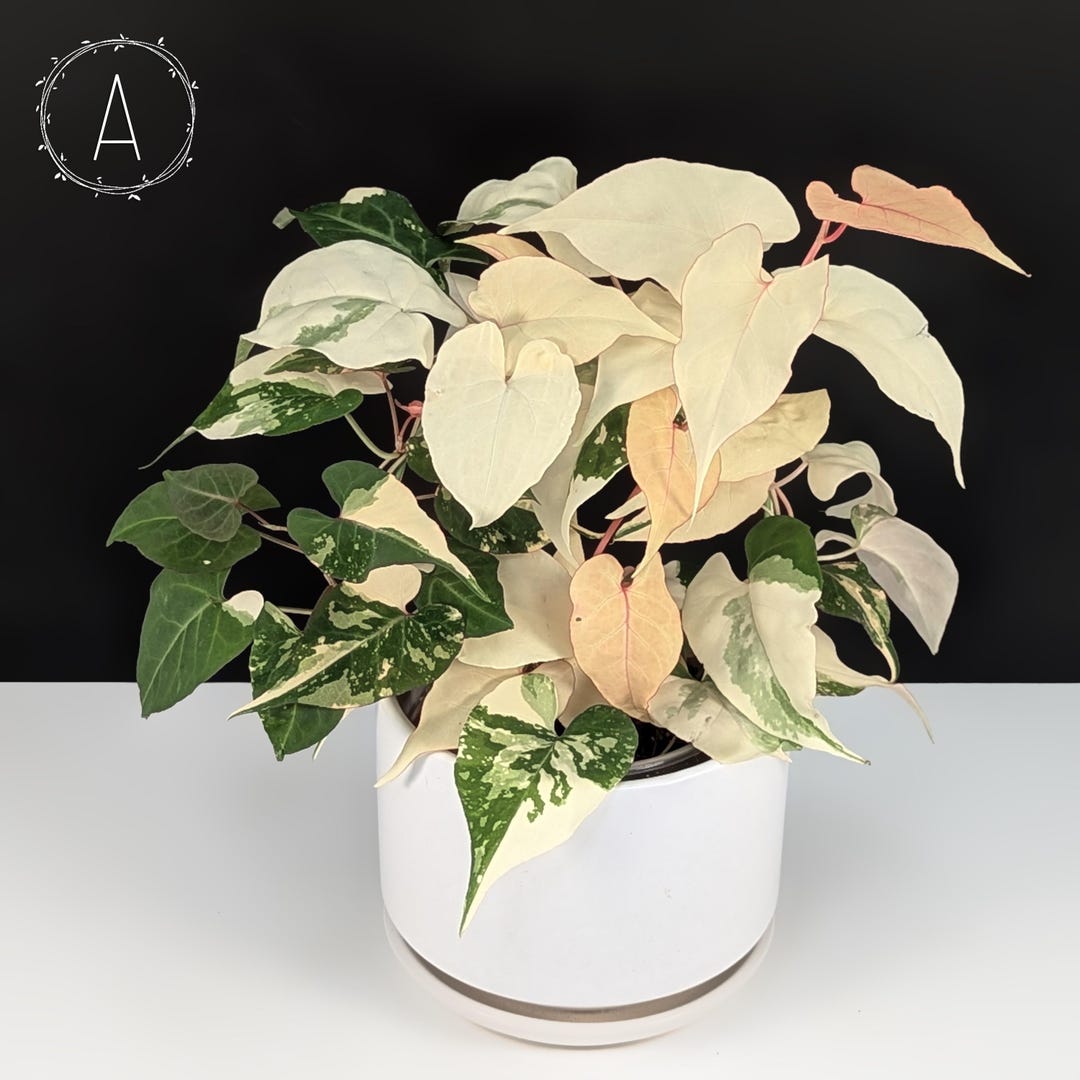 Fallopia Multiflora Variegated; Reynoutria Multiflora - High ...