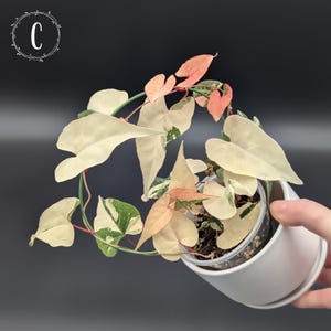 Fallopia Multiflora Variegated Reynoutria Multiflora High Variegation ...