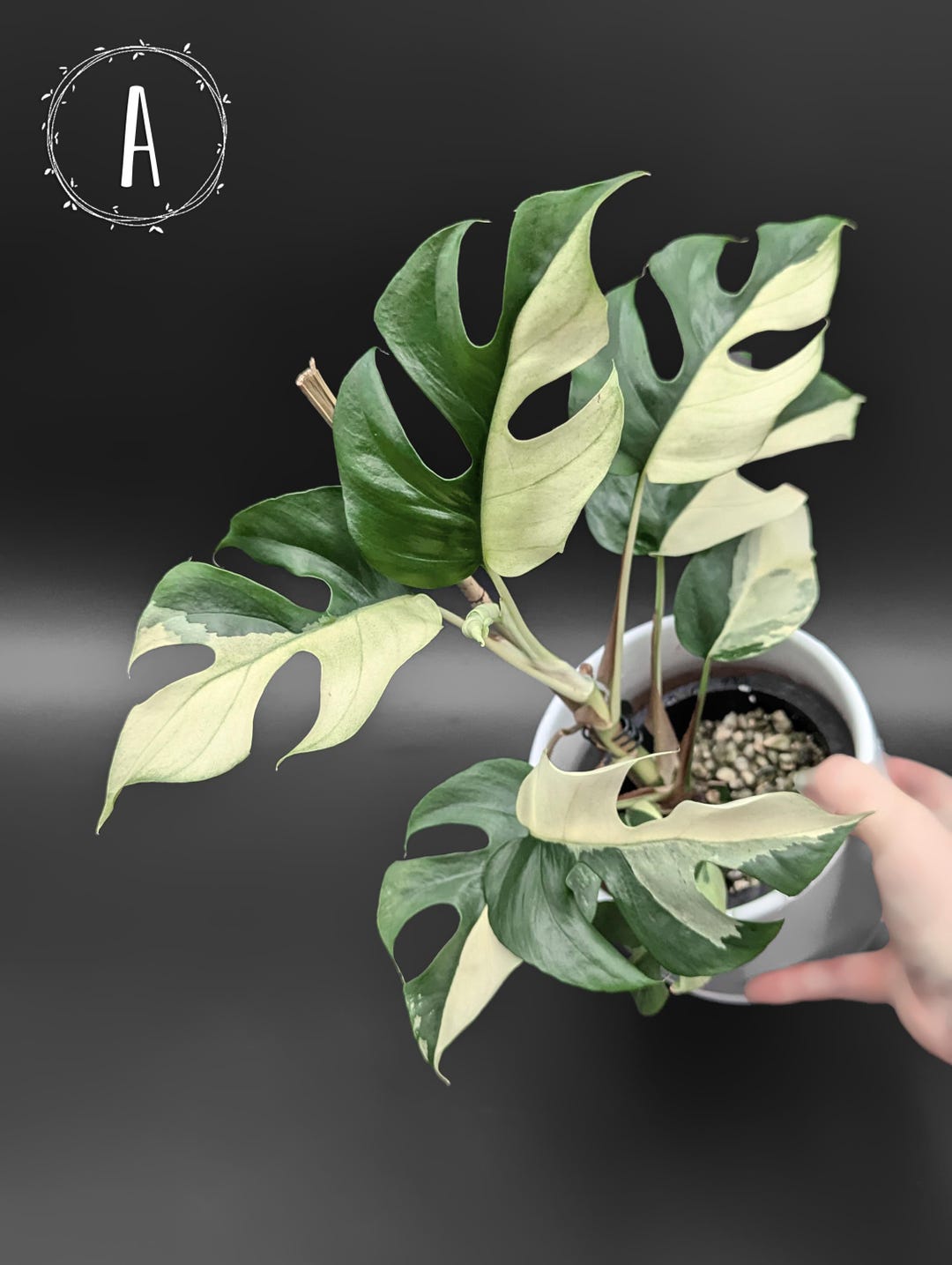 Rhaphidophora Tetrasperma Variegated Mini Monstera Variegated Monstera ...