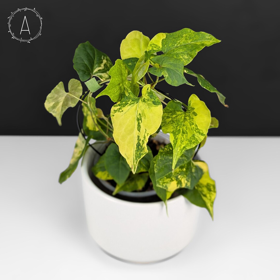 Fallopia Multiflora Aurea; Reynoutria Multiflora Variegated - Exact ...