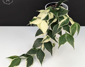 Hoya Polyneura Variegated - Albomarginata UNROOTED CUTTING - Etsy