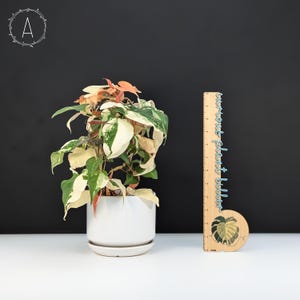 Fallopia Multiflora Variegated; Reynoutria Multiflora - High ...