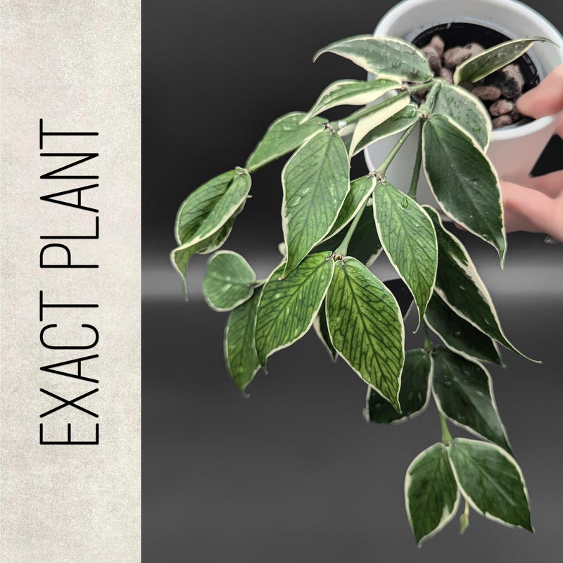 Fishtail Hoya - Etsy