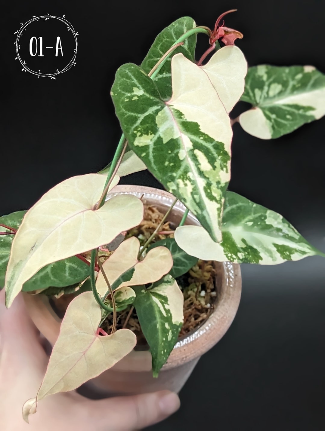 Fallopia multiflora abigarrada Reynoutria multiflora: alta variedad ...