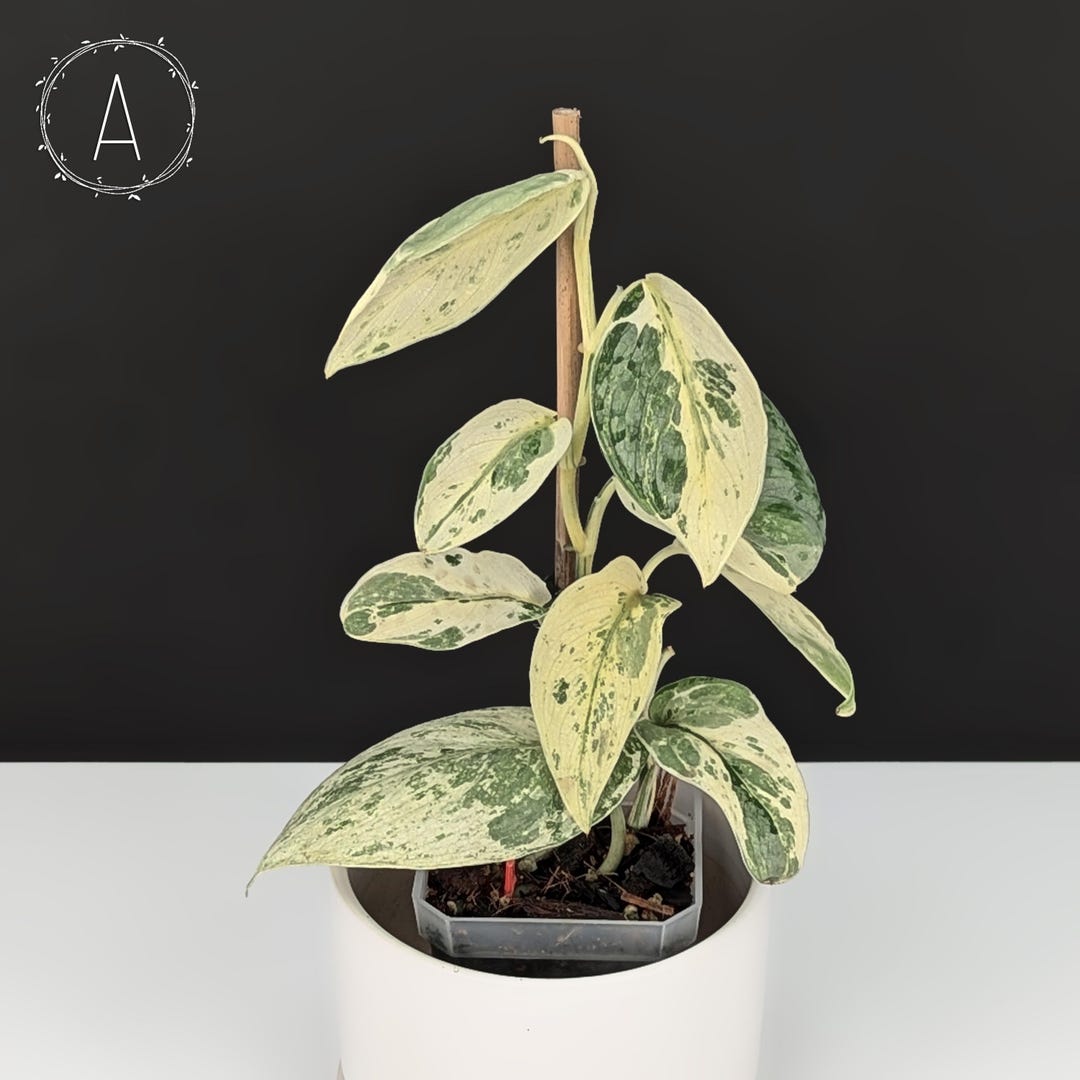 Scindapsus Salamount; Variegated Scindapsus Pictus Dark Cloud Salamount ...