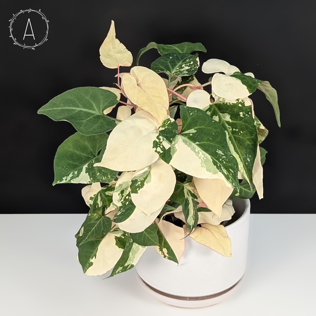 Fallopia Multiflora Variegated; Reynoutria Multiflora - High ...